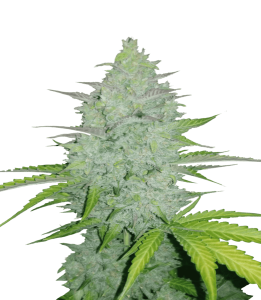 Crop House Seeds - Crop House Seed Bank