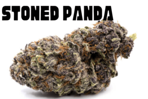 Stoned Panda Strain | A Potent Hybrid with Massive THC